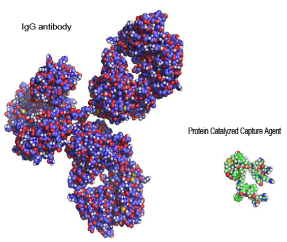Improving the Fundamentals of Protein Catalyzed Capture Agents ...