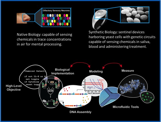 Large-scale Architectures of Designer Phosphorylation Networks for ...