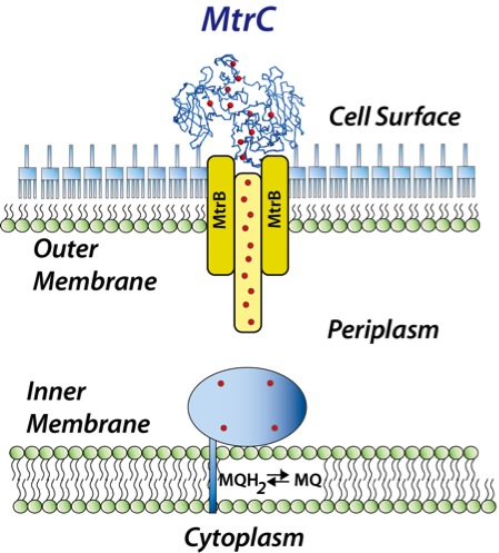 Tailoring Cooperative Electroactive Microbial Systems for Energy ...