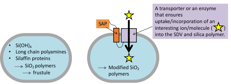 Establishing and Exploiting Biosynthetic Mechanisms of Silicification ...