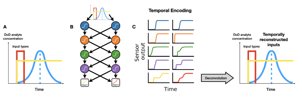 Engineering Deep, Synthetic Logic Networks in Bacteria for Generating ...