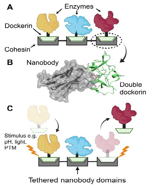 Engineering Self Remodeling Protein Complexes For Synthetic Biology Institute For