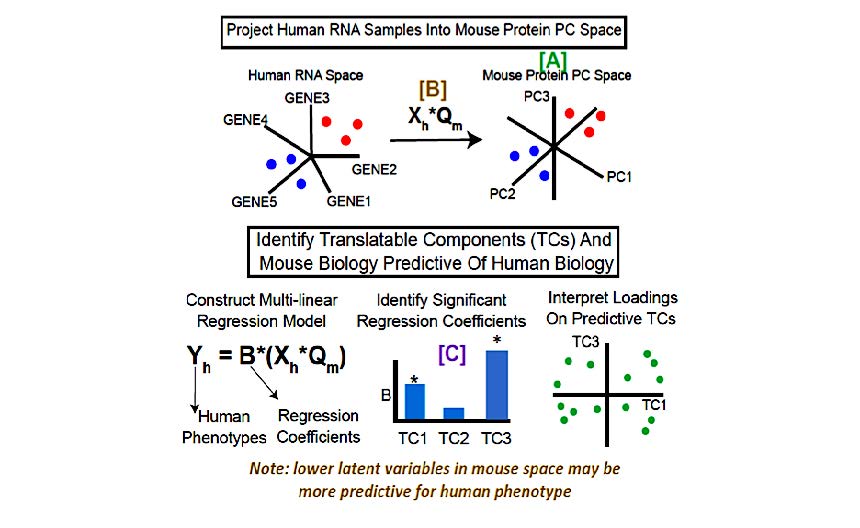 Combined Experimental/Computational Species Translation Modeling Tests ... Combined Experimental/Computational Species Translation Modeling Tests ...